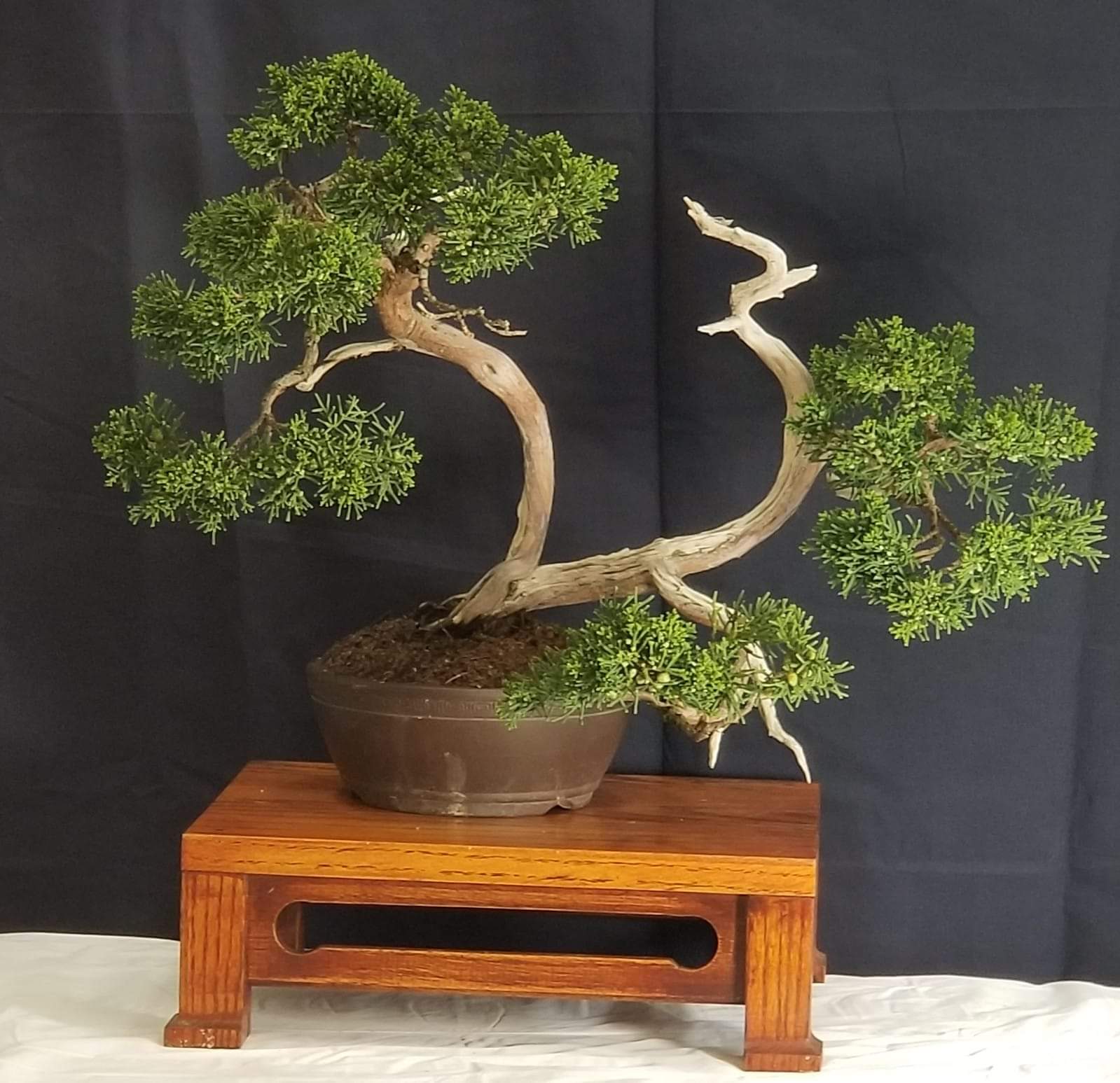 FREE Demonstration of Bonsai Art by James Keith | SRAC